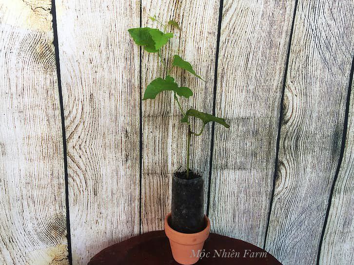 Hoa tigon hồng và vẻ đẹp dịu dàng – MỘC NHIÊN FARM