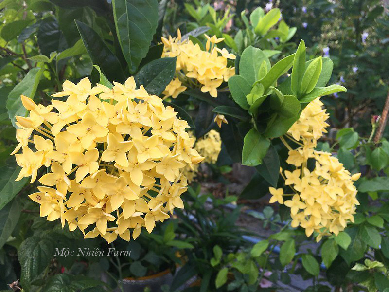 Hoa trang vàng - cây trang trí rực rỡ quanh năm – MỘC NHIÊN FARM