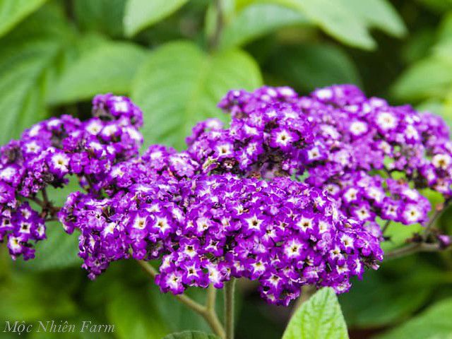 Hoa vani tím – MỘC NHIÊN FARM