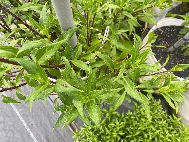 Rau bầu đất tím siêu ngon siêu dễ trồng – MỘC NHIÊN FARM