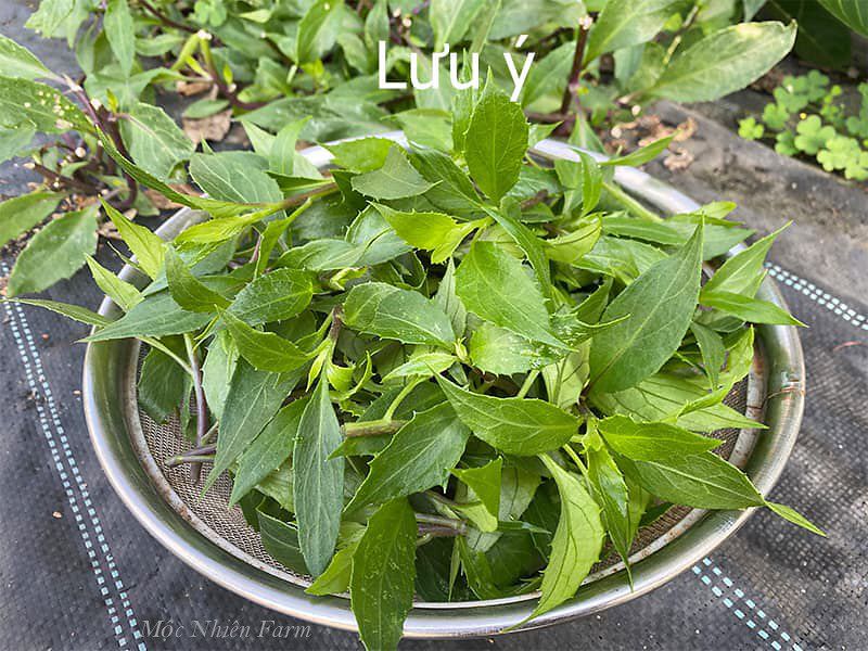 Rau bầu đất tím siêu ngon siêu dễ trồng – MỘC NHIÊN FARM