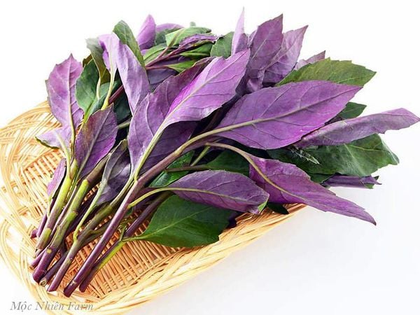 Rau bầu đất Nhật Bản – MỘC NHIÊN FARM