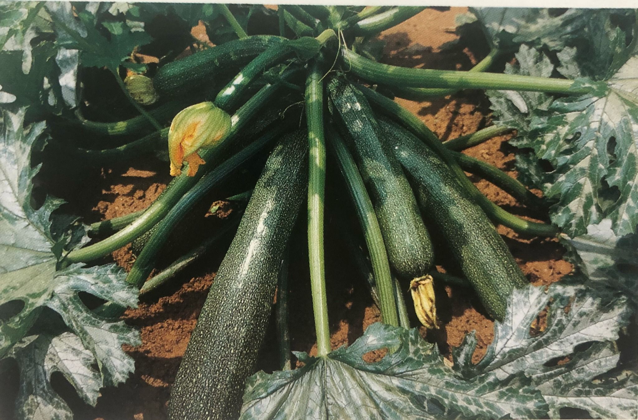 Bí ngồi Bulam House – Hạt giống phù sa