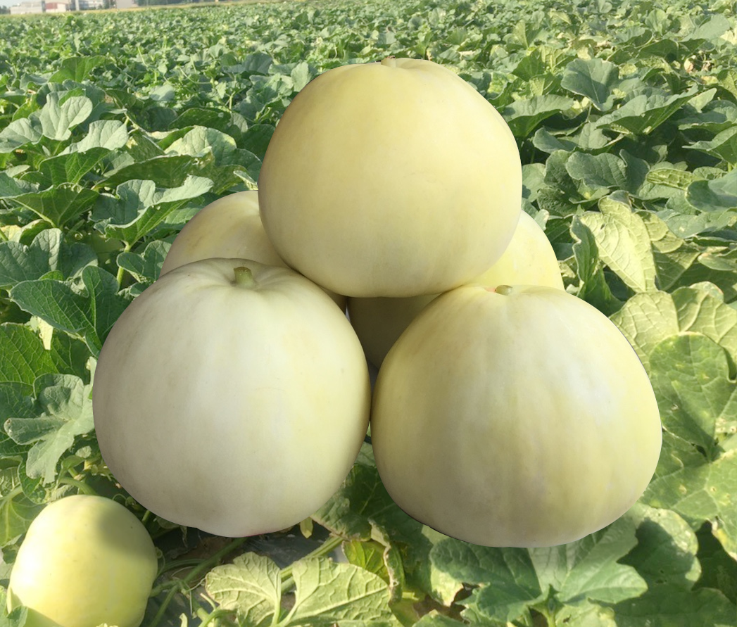 Dưa lê Ching Ling 822 – Hạt giống phù sa