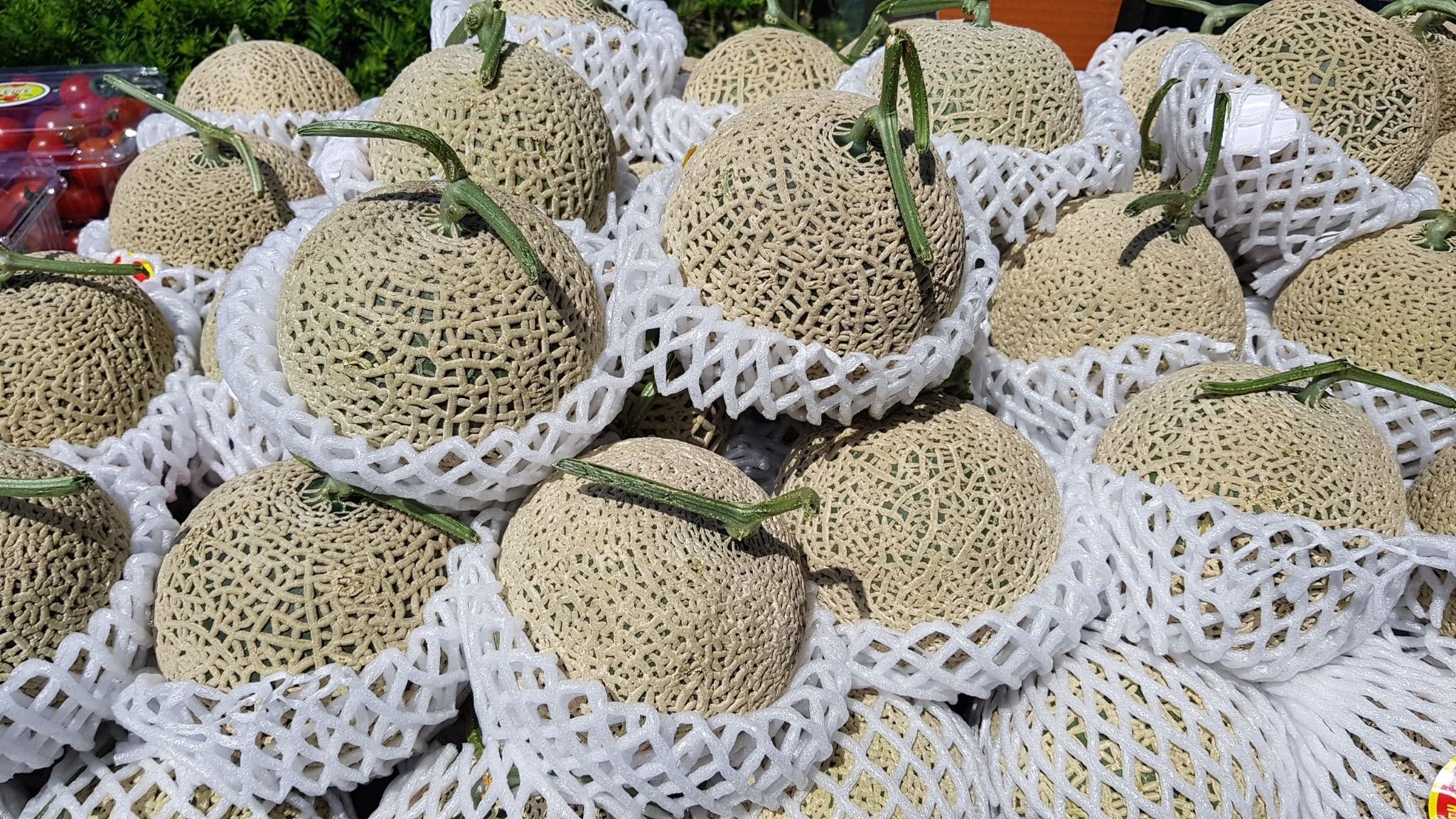 Dưa lưới Inkata 035 – Hạt giống phù sa