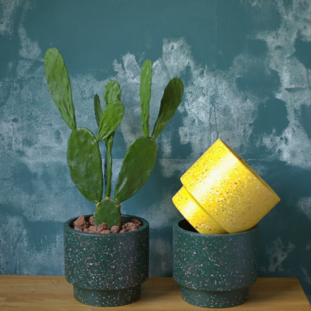 Nopal Cactus, Ho chi minh flower delivery by BOTANICA – BOTANICA FLOWER