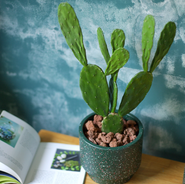 Nopal Cactus, Ho chi minh flower delivery by BOTANICA – BOTANICA FLOWER