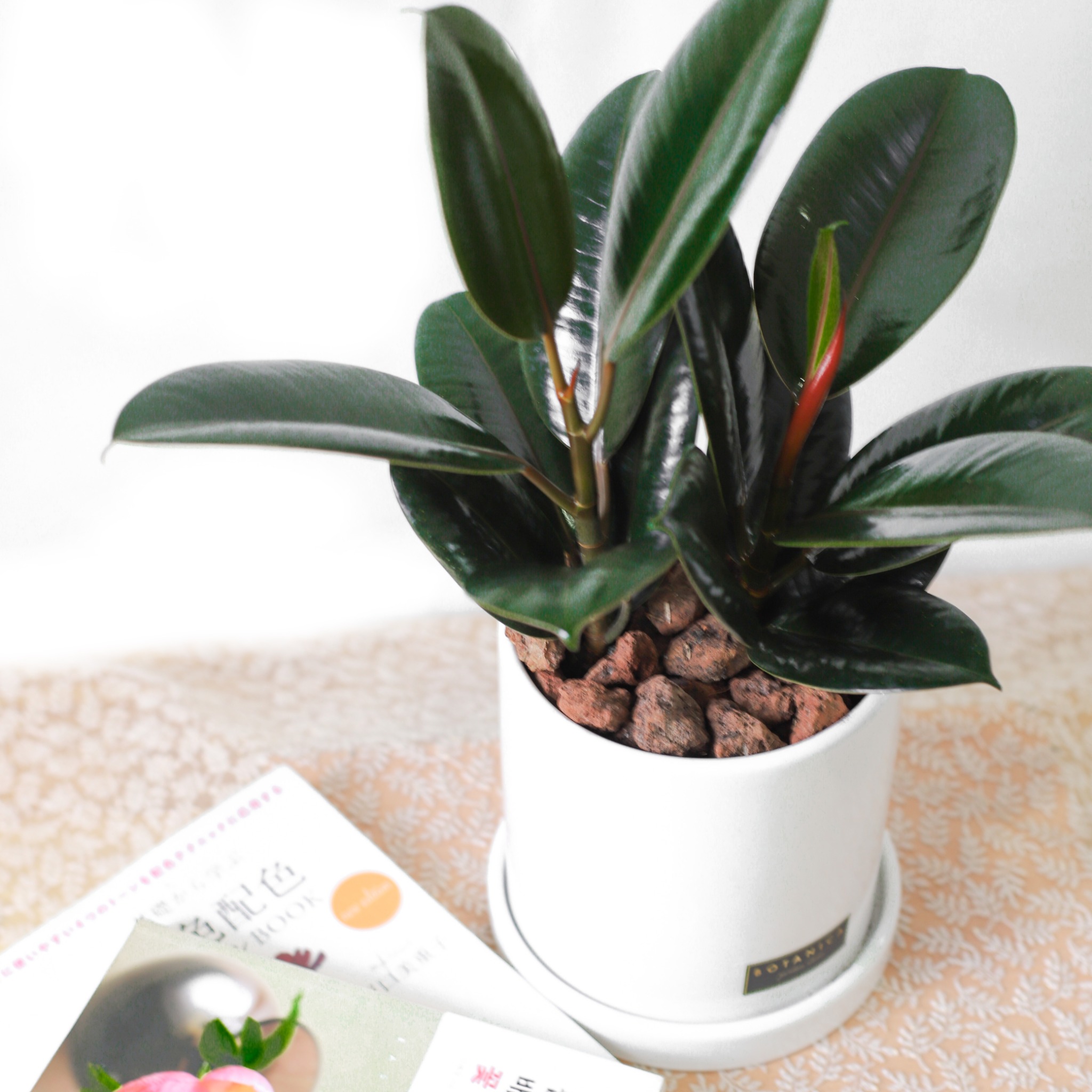 Mini Rubber Tree – BOTANICA FLOWER