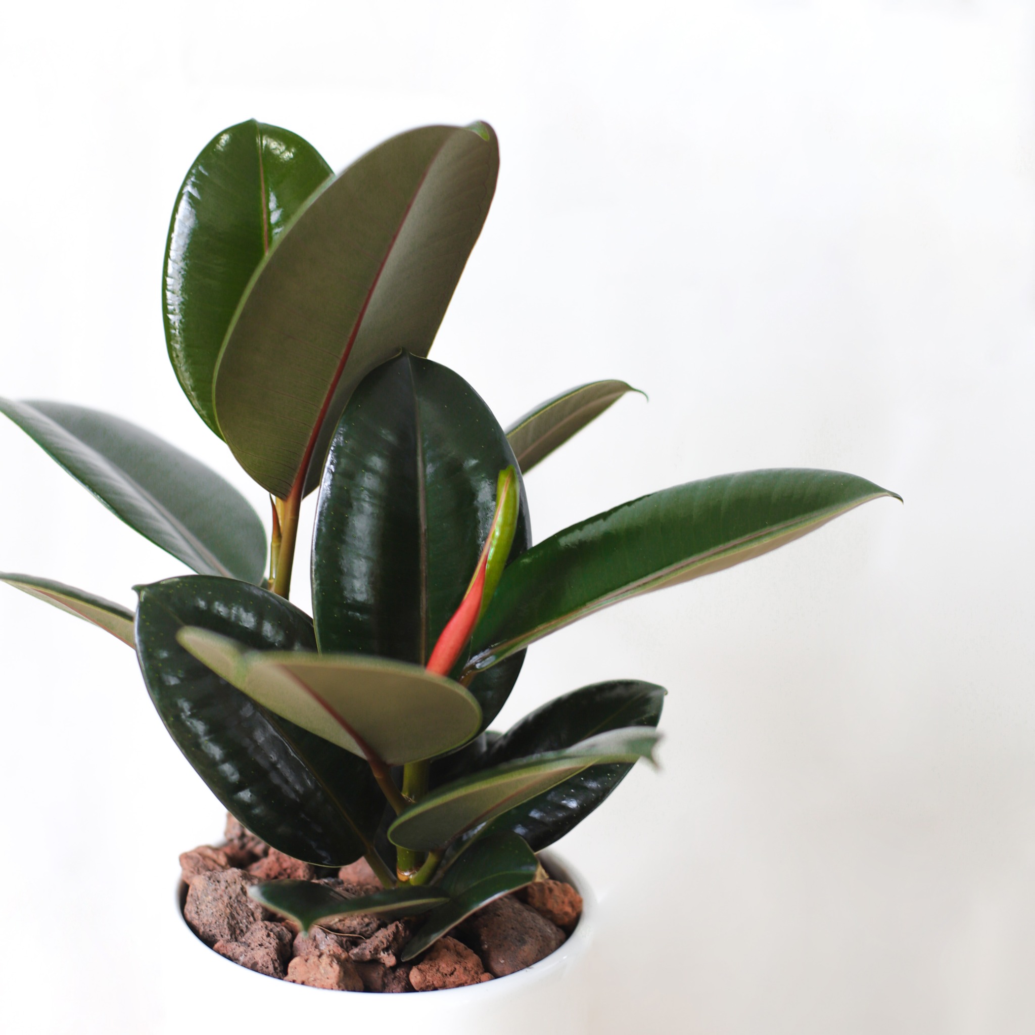 Mini Rubber Tree – BOTANICA FLOWER