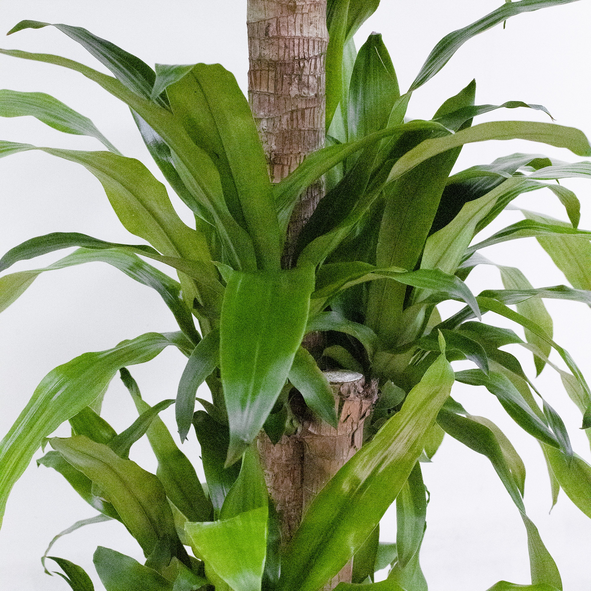 Lucky Tree – BOTANICA FLOWER