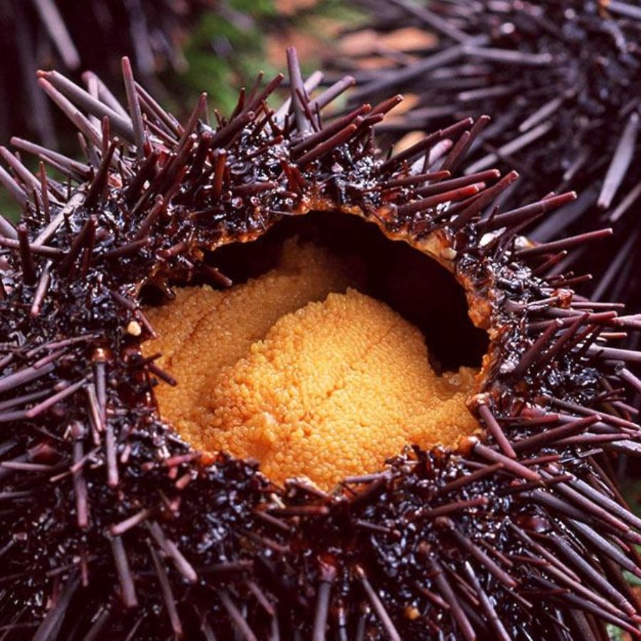 Frozen Uni meat 200gr | Nhum biển đông lạnh 200gr – PGF ASIA