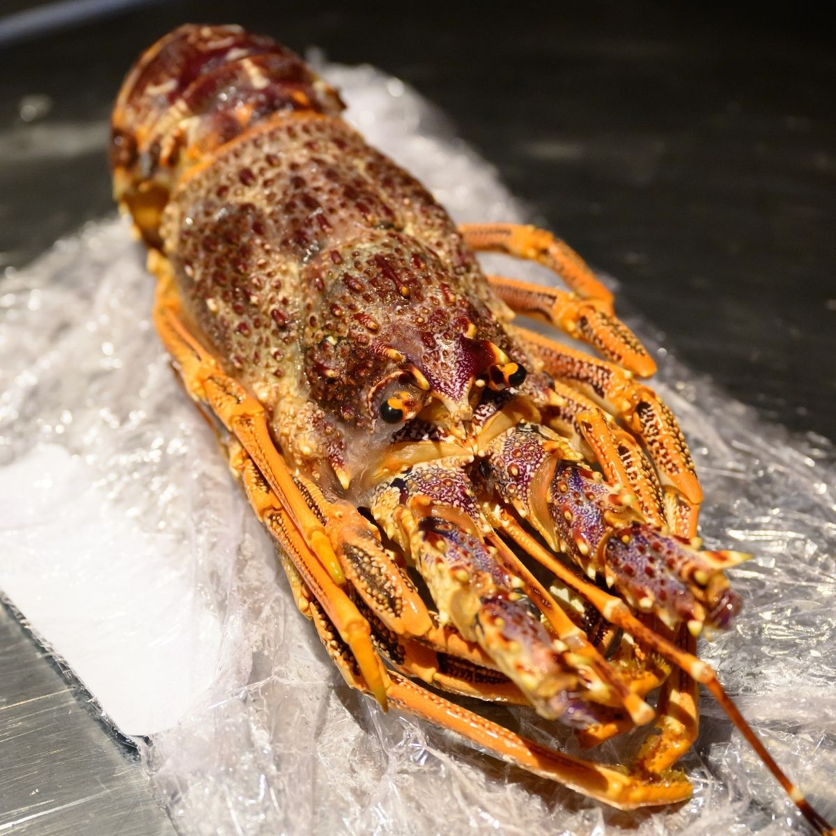 Southern Rock Lobster - Tôm hùm Nam Úc – PGF ASIA