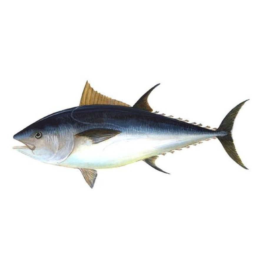 Akami | Blue Fin Tuna | Thăn cá ngừ vây xanh Nhật bản – PGF ASIA
