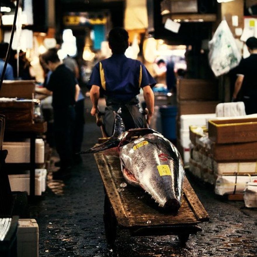 Akami | Blue Fin Tuna | Thăn cá ngừ vây xanh Nhật bản – PGF ASIA