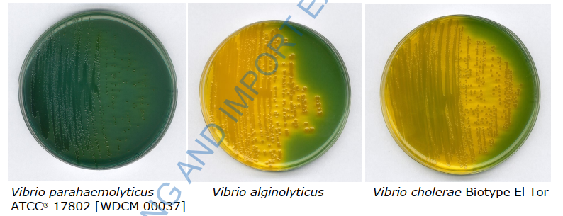 TCBS (Thiosulfate Citrate Bile Sucrose) agar – Công ty TNHH Thương Mại ...