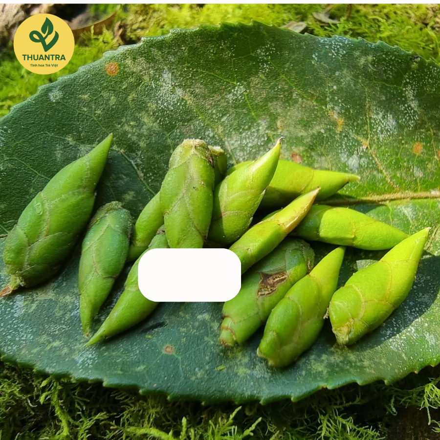 Trà Móng Rồng - Thuận Trà Tân Cương – TRAVINA - Hợp tác xã Tâm Trà Việt