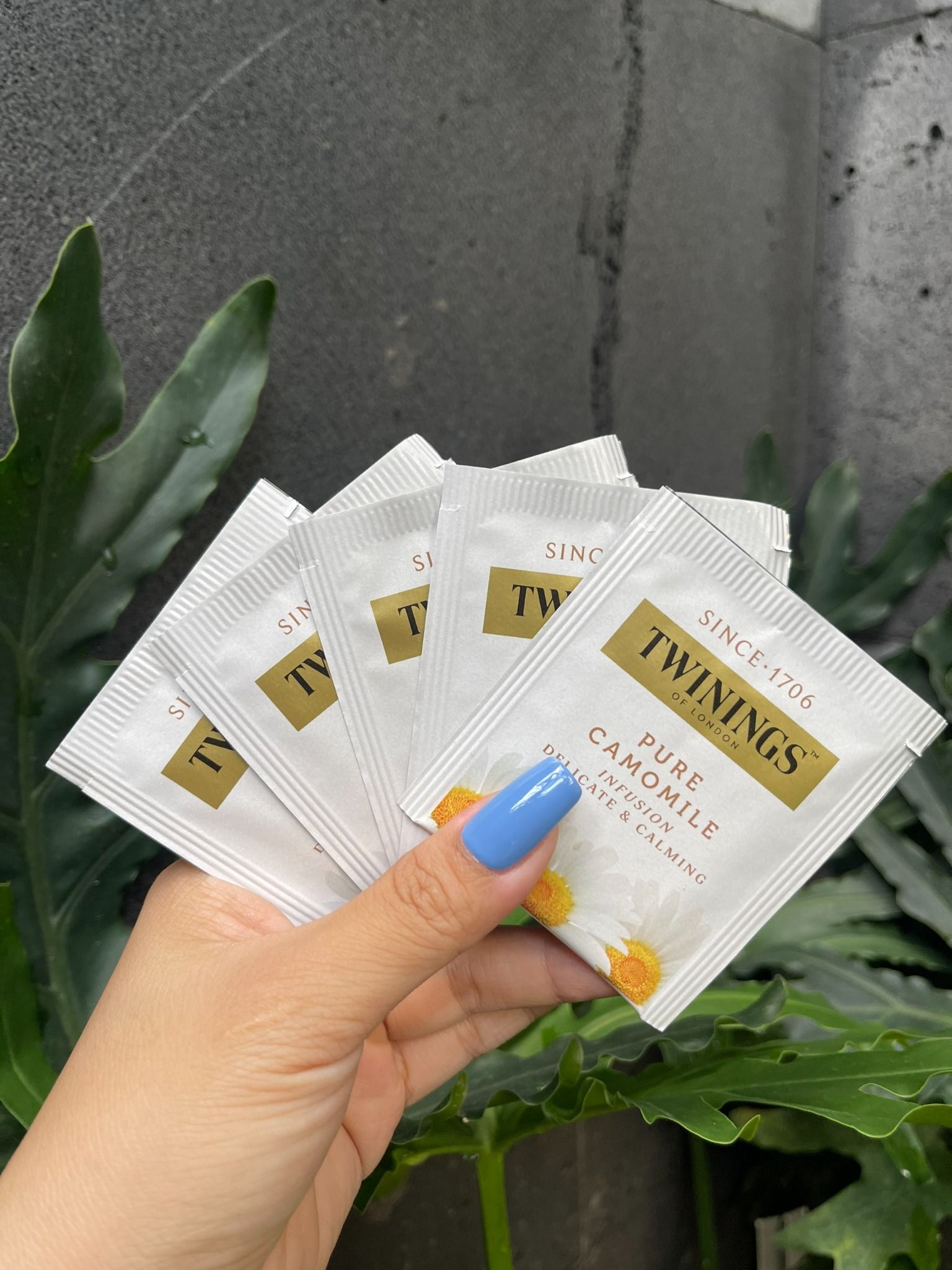 Trà túi lọc Twinings of London Pure Camomile hộp 25 gói | trà Twining ...