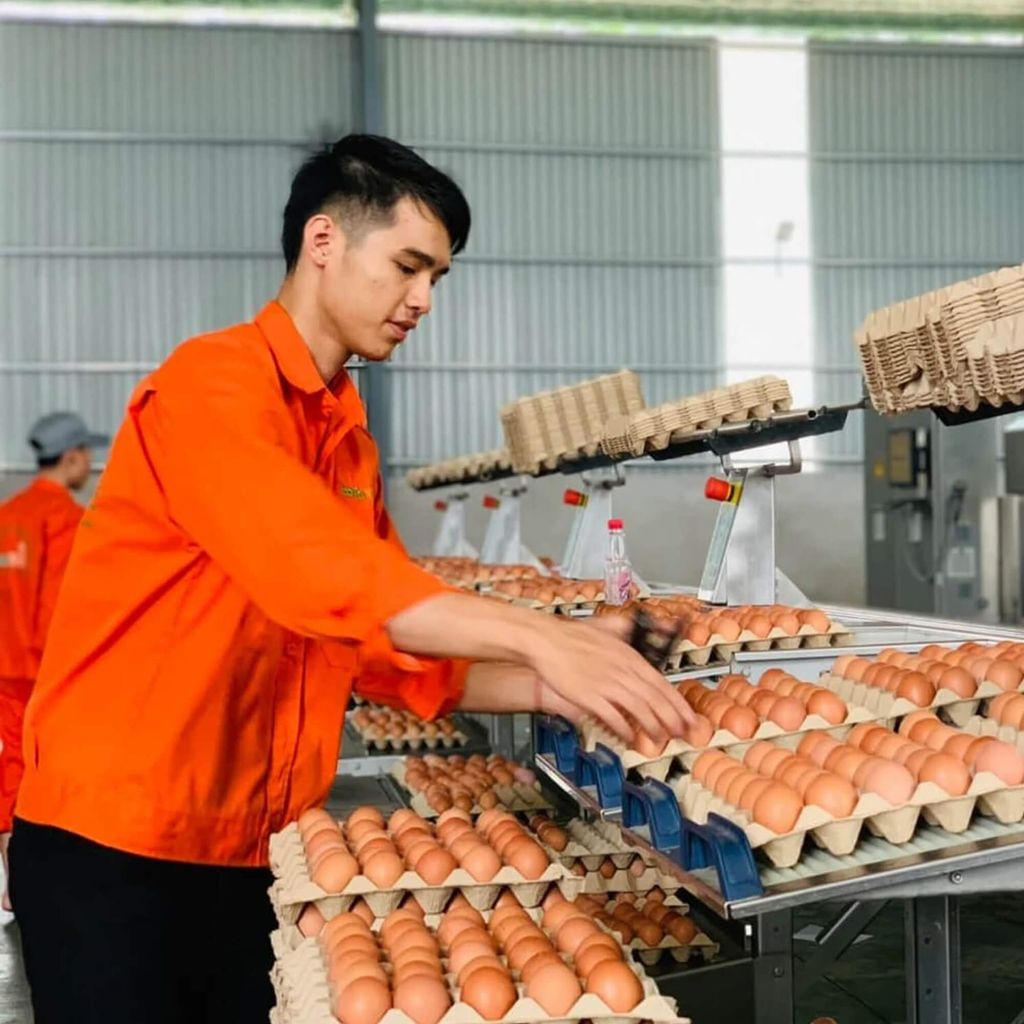 Trứng gà tươi cao cấp Tafa hộp giấy 6 quả (360g) | Tafa Việt