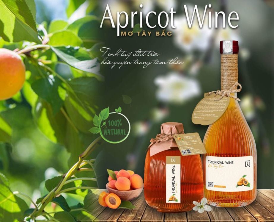 Rượu Mơ Tây Bắc – Shop Rượu trái cây - Đại lý cấp 1 của Mầm Distillery