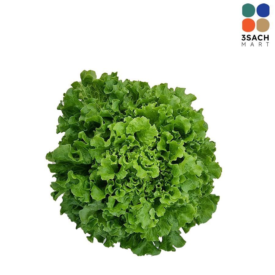 Xà Lách Lolo Xanh Thủy Canh (Kg) – 3Sach Mart