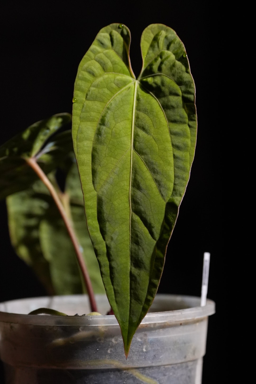 Anthurium Papillilaminum Guna Yala x (Long x Long Bullet Pap ...