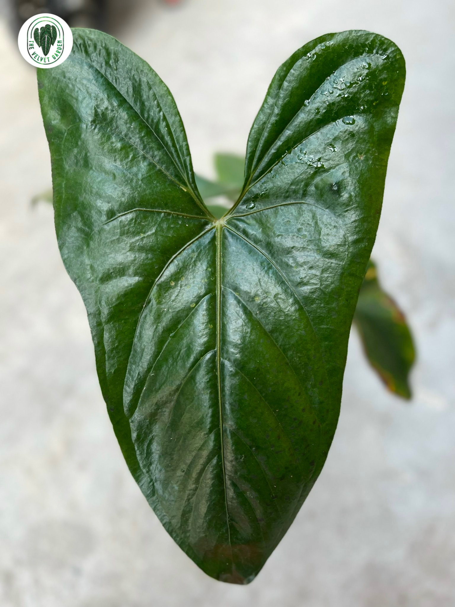 Anthurium Sp Napo – TheVelvetGarden