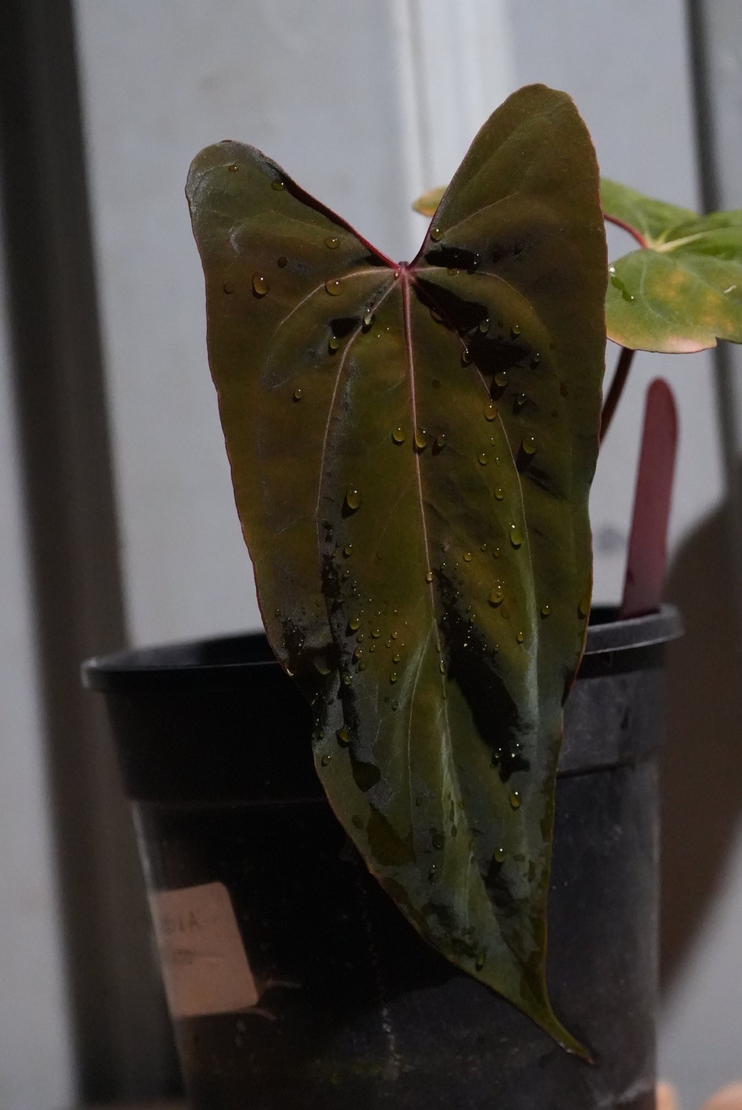 Anthurium Papillilaminum Fort Sherman x Ralph Lynam JV – TheVelvetGarden