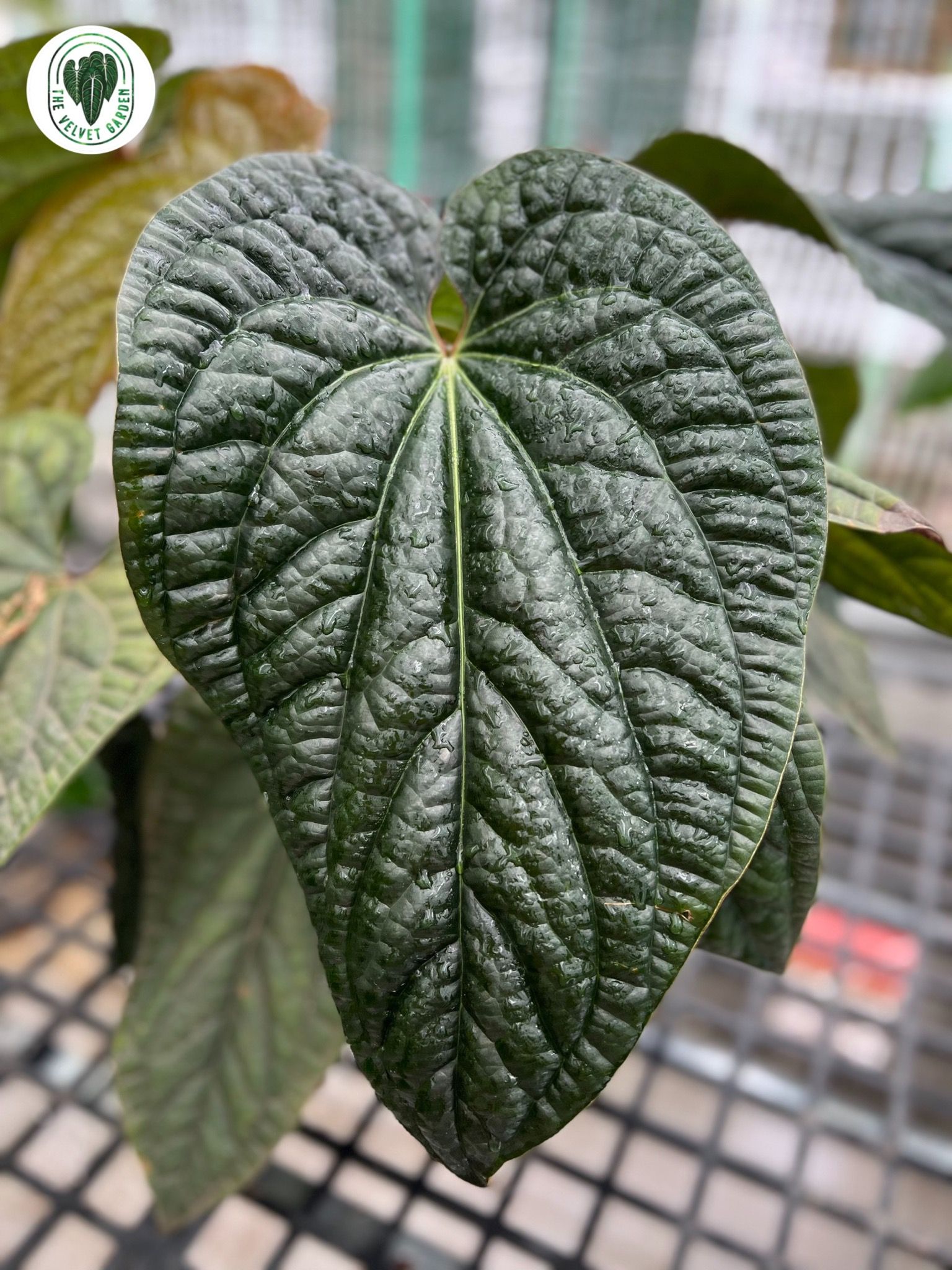Anthurium Radicans – TheVelvetGarden
