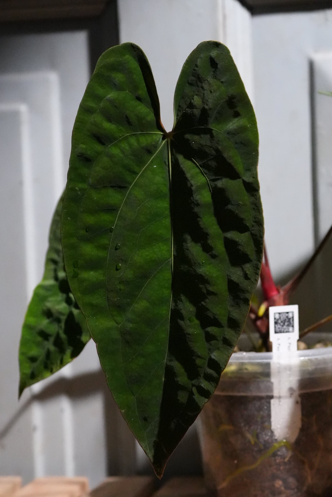 Anthurium Papillilaminum Guna Yala x 'Ree Gardens' – TheVelvetGarden