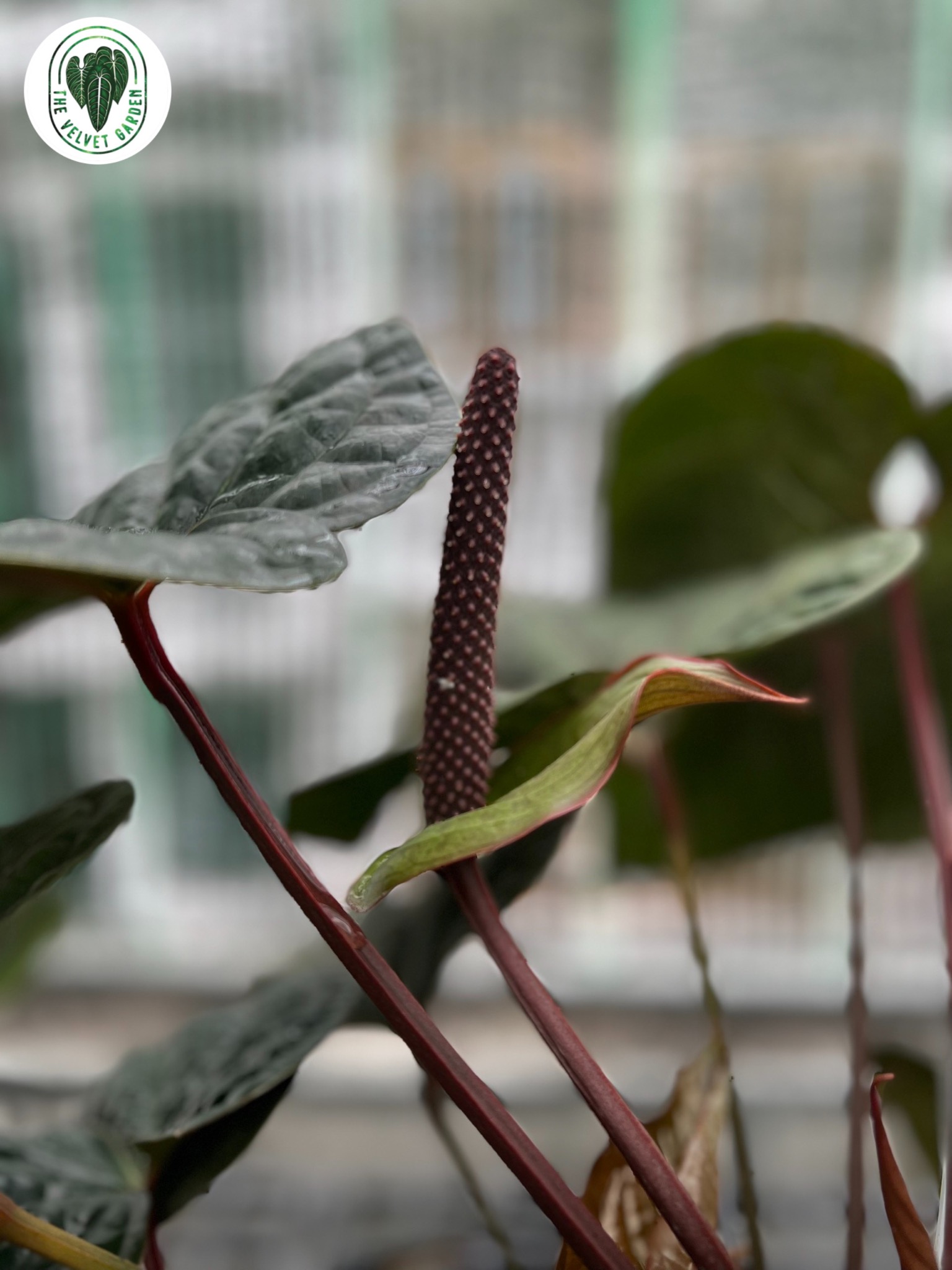 Anthurium Radicans – TheVelvetGarden