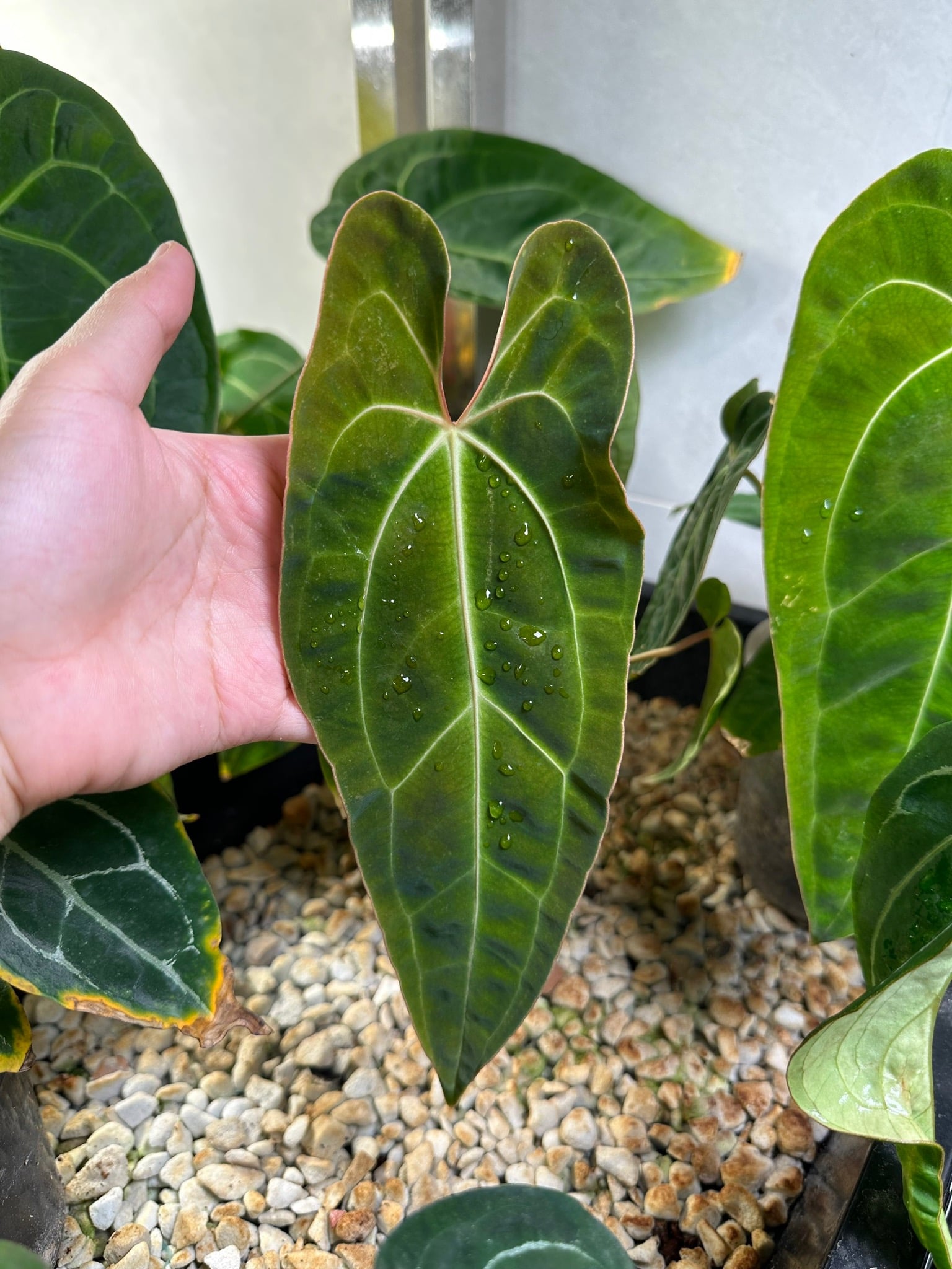 Anthuirum Bessea Aff x Papillilaminum Long Bullate of Scott Cohen ...