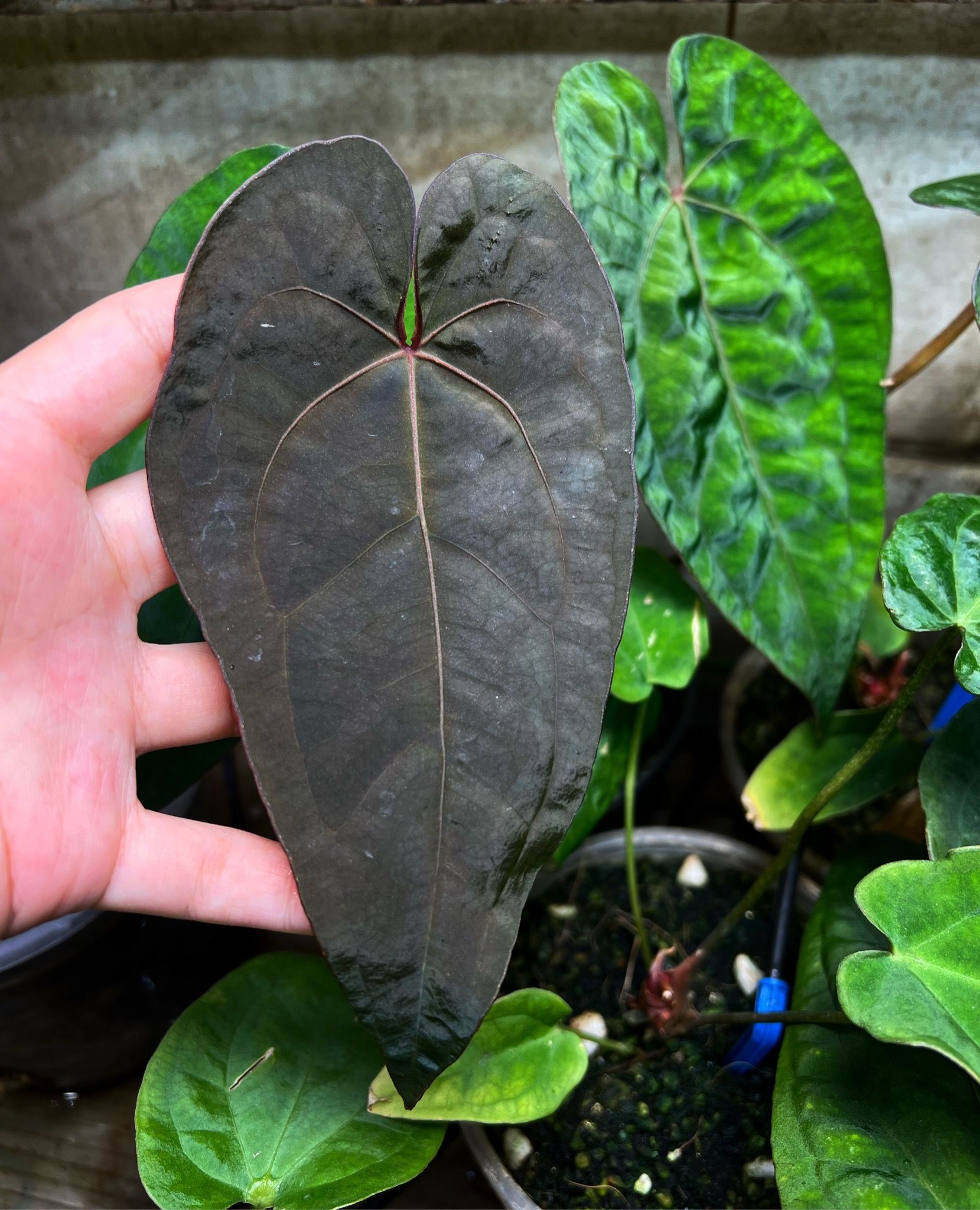Anthurium Ace of Spades x (Kunayalense x Papillilaminum) – TheVelvetGarden