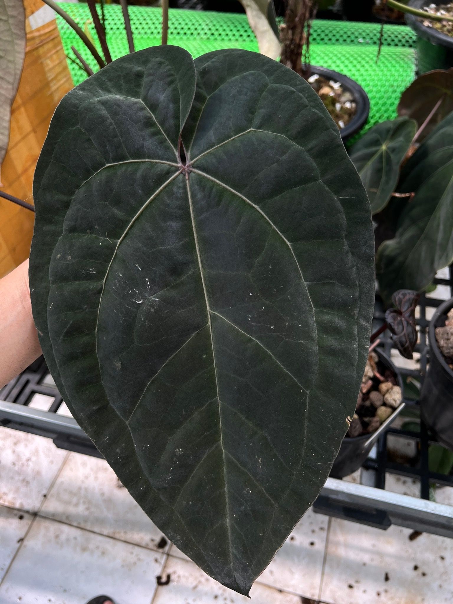 Anthurium Ace of Spades dark form Tezula – TheVelvetGarden