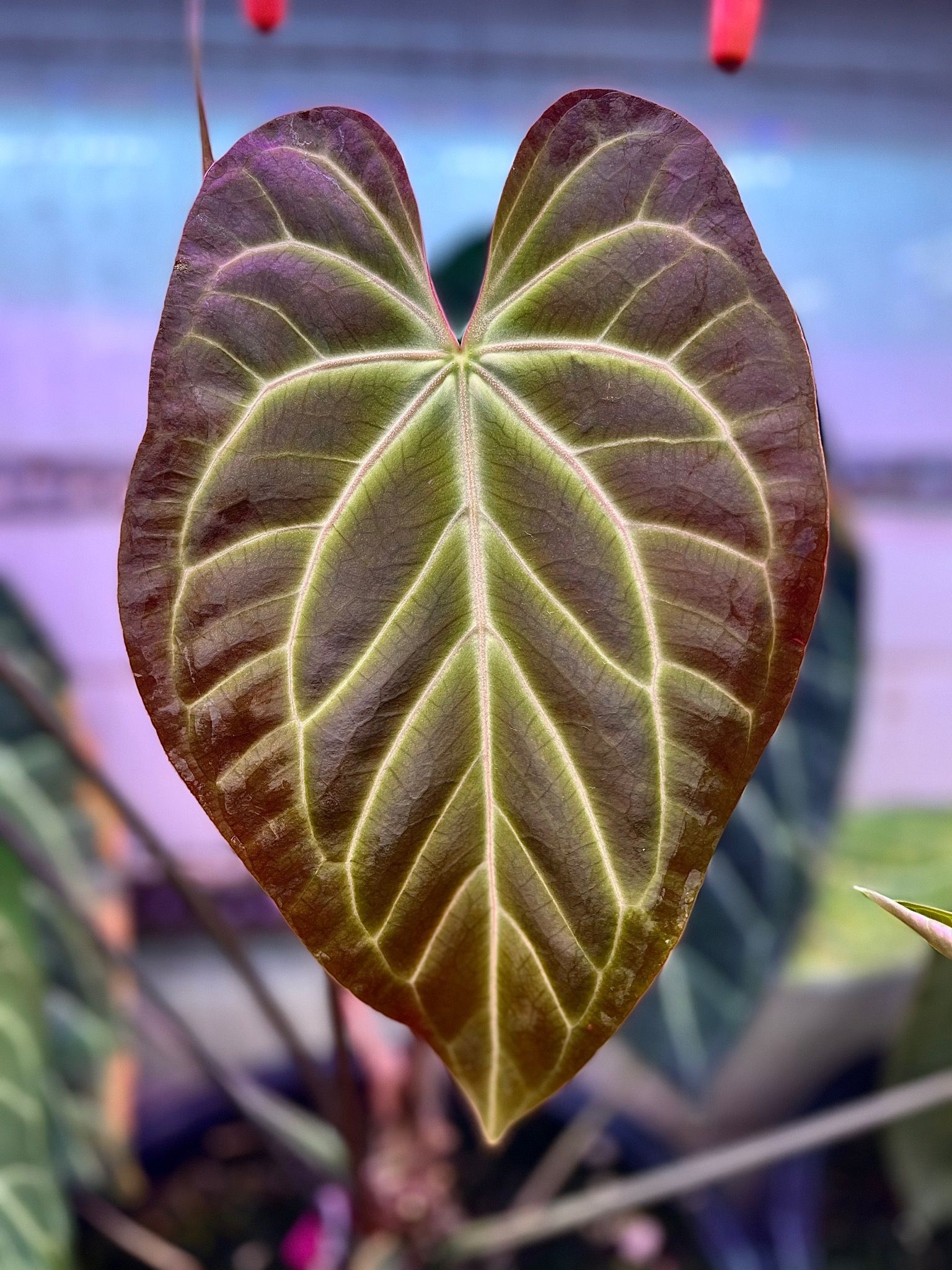 ANTHURIUM BESSEAE AFF – TheVelvetGarden