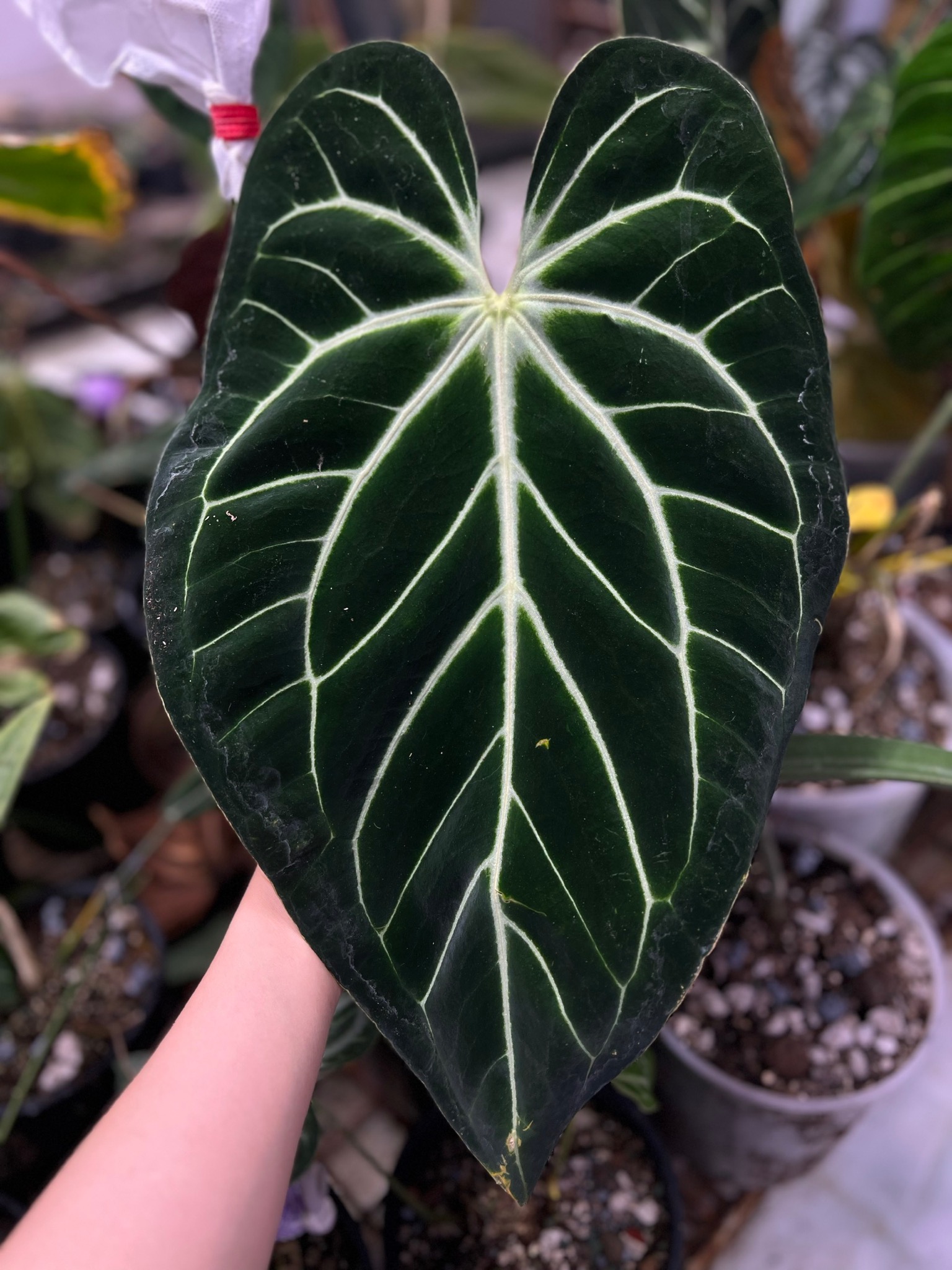 ANTHURIUM BESSEAE AFF – TheVelvetGarden