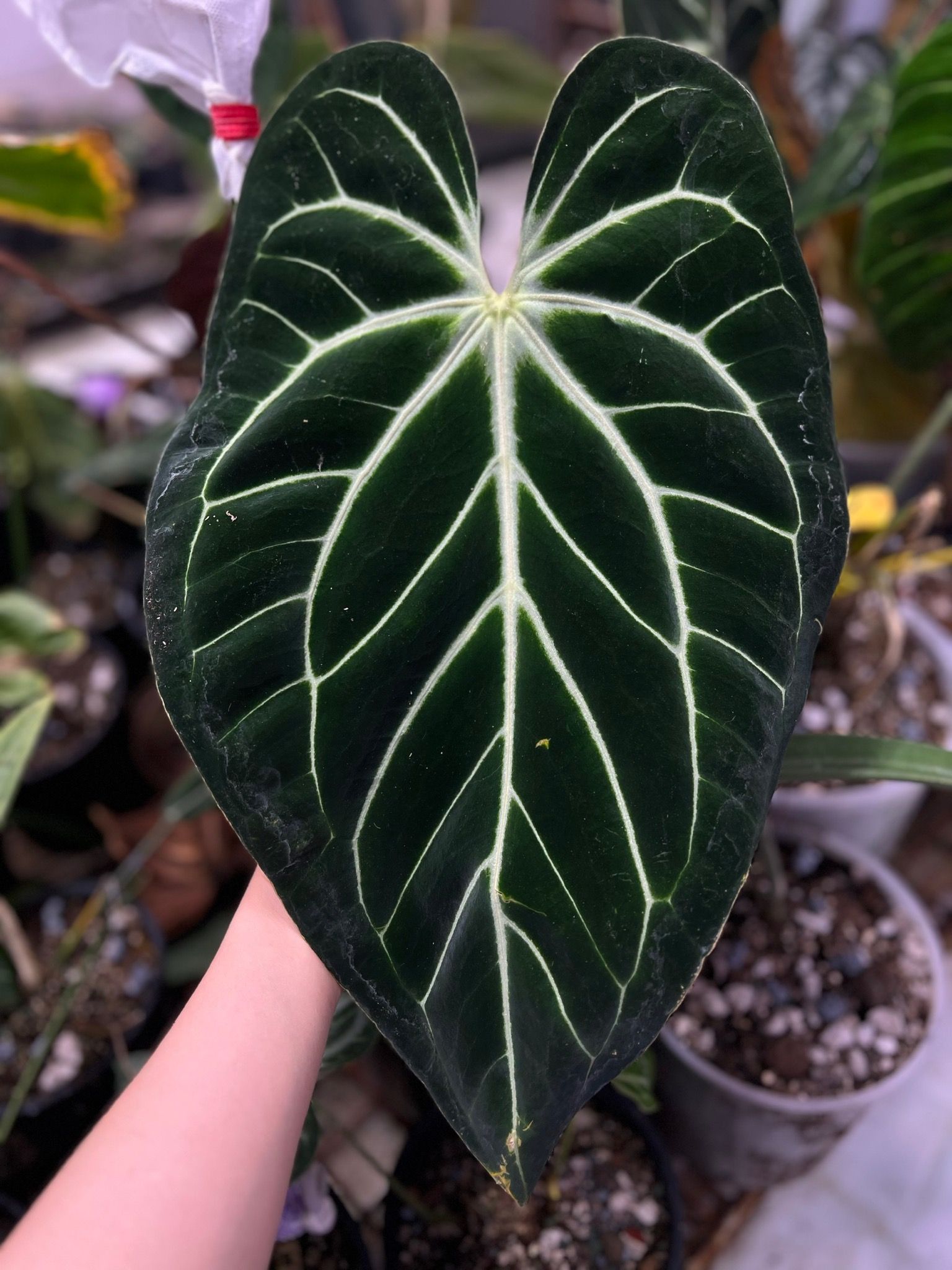 ANTHURIUM BESSEAE AFF – TheVelvetGarden