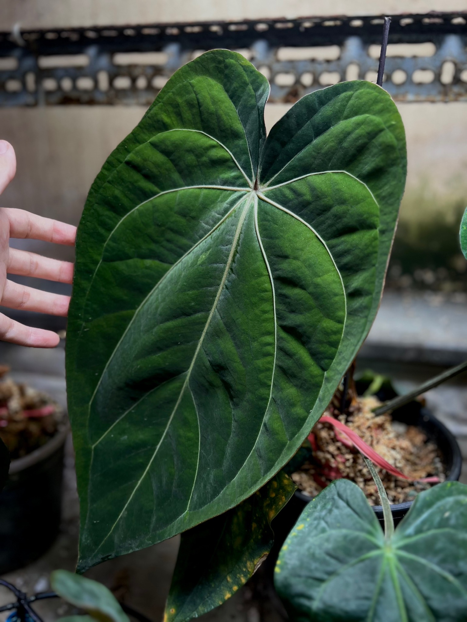 Anthurium Dressleri RG x Carla Blackiae – TheVelvetGarden