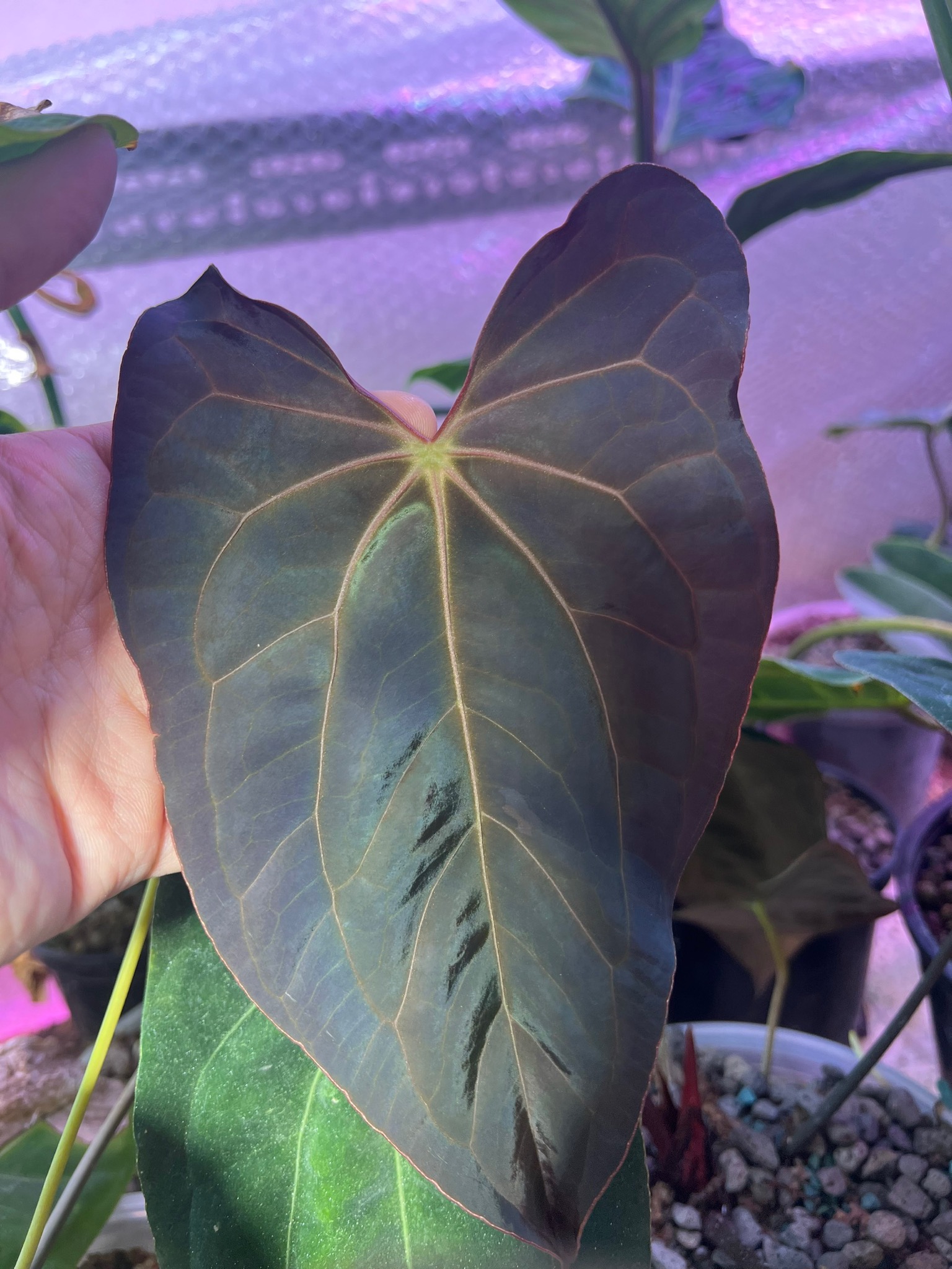 Anthurium Carla Blackiea x Papillilaminum of Scott Cohen – TheVelvetGarden