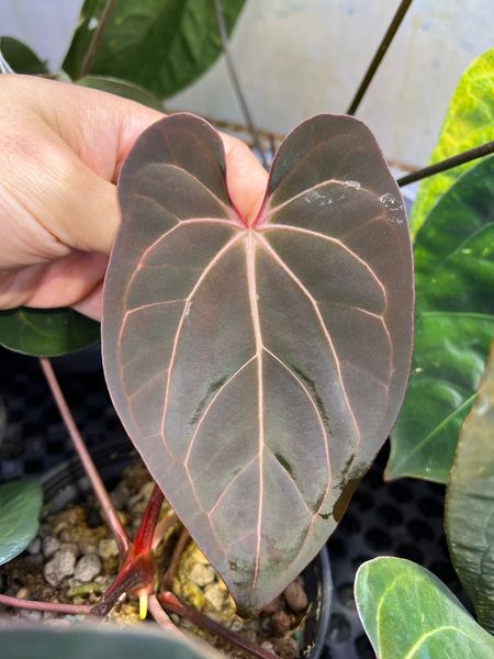 Anthurium – TheVelvetGarden