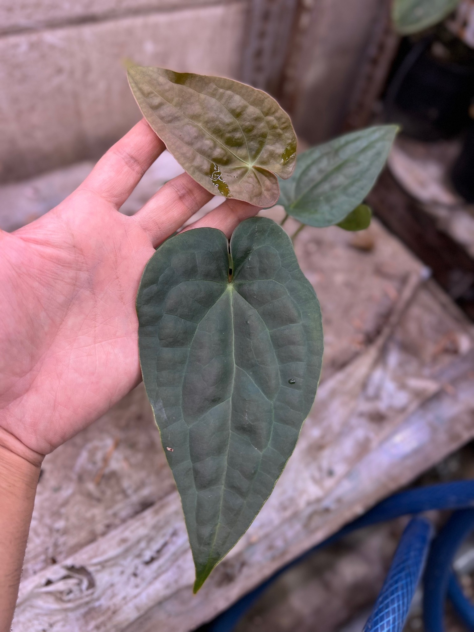 Anthurium Forgetii x Anthurium Luxurians – TheVelvetGarden