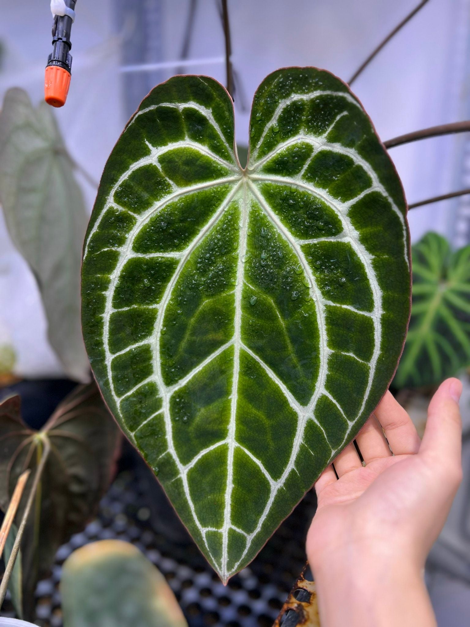 Anthurium Minahasa – TheVelvetGarden