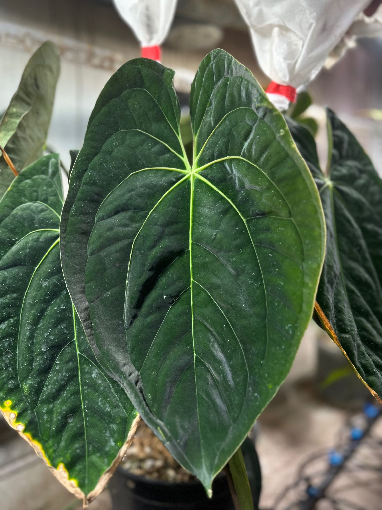 Anthurium Papillilaminum Guna Yala – TheVelvetGarden