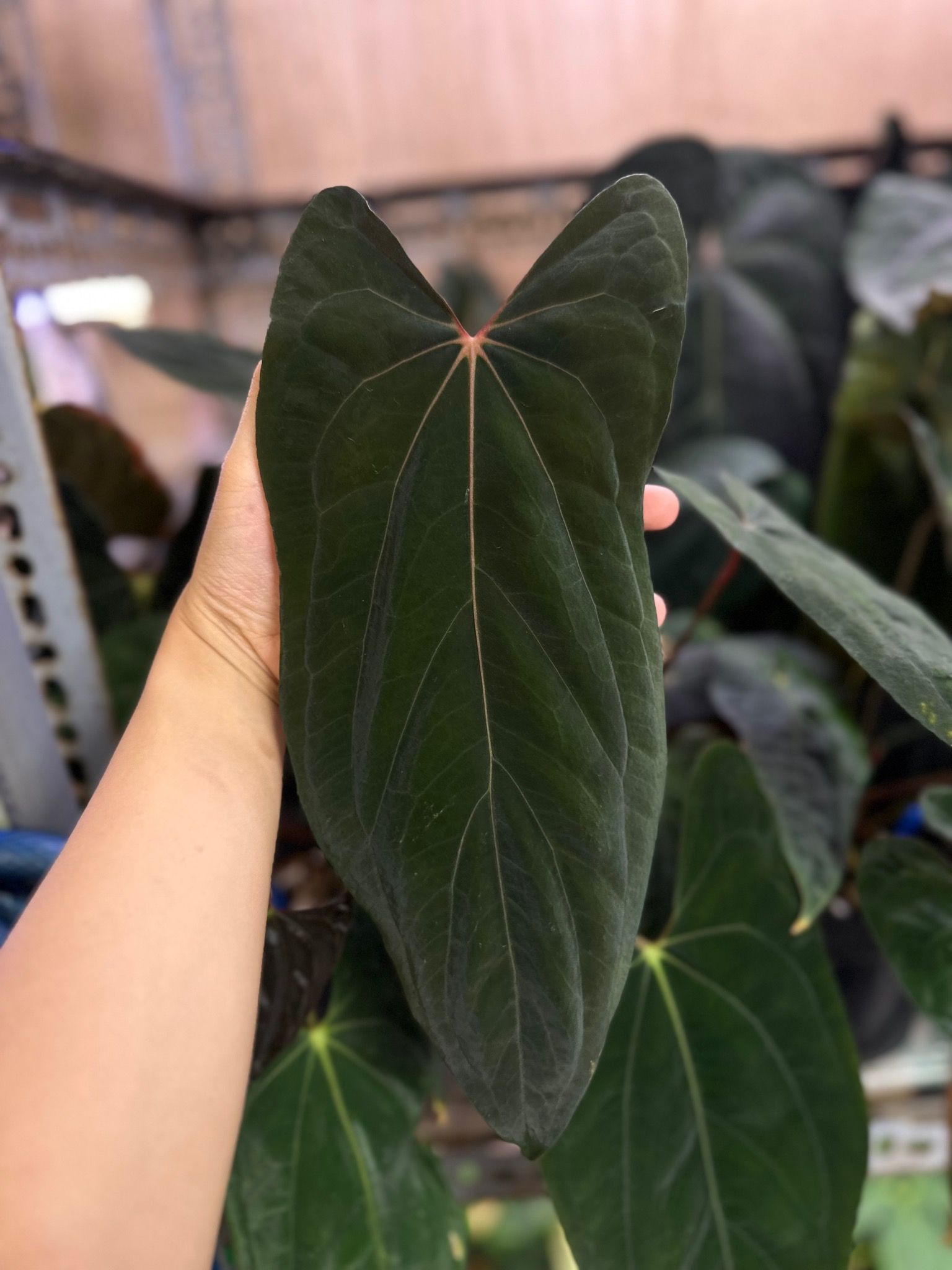 Anthurium Papillilaminum Ralph Lynam x self Dagger – TheVelvetGarden