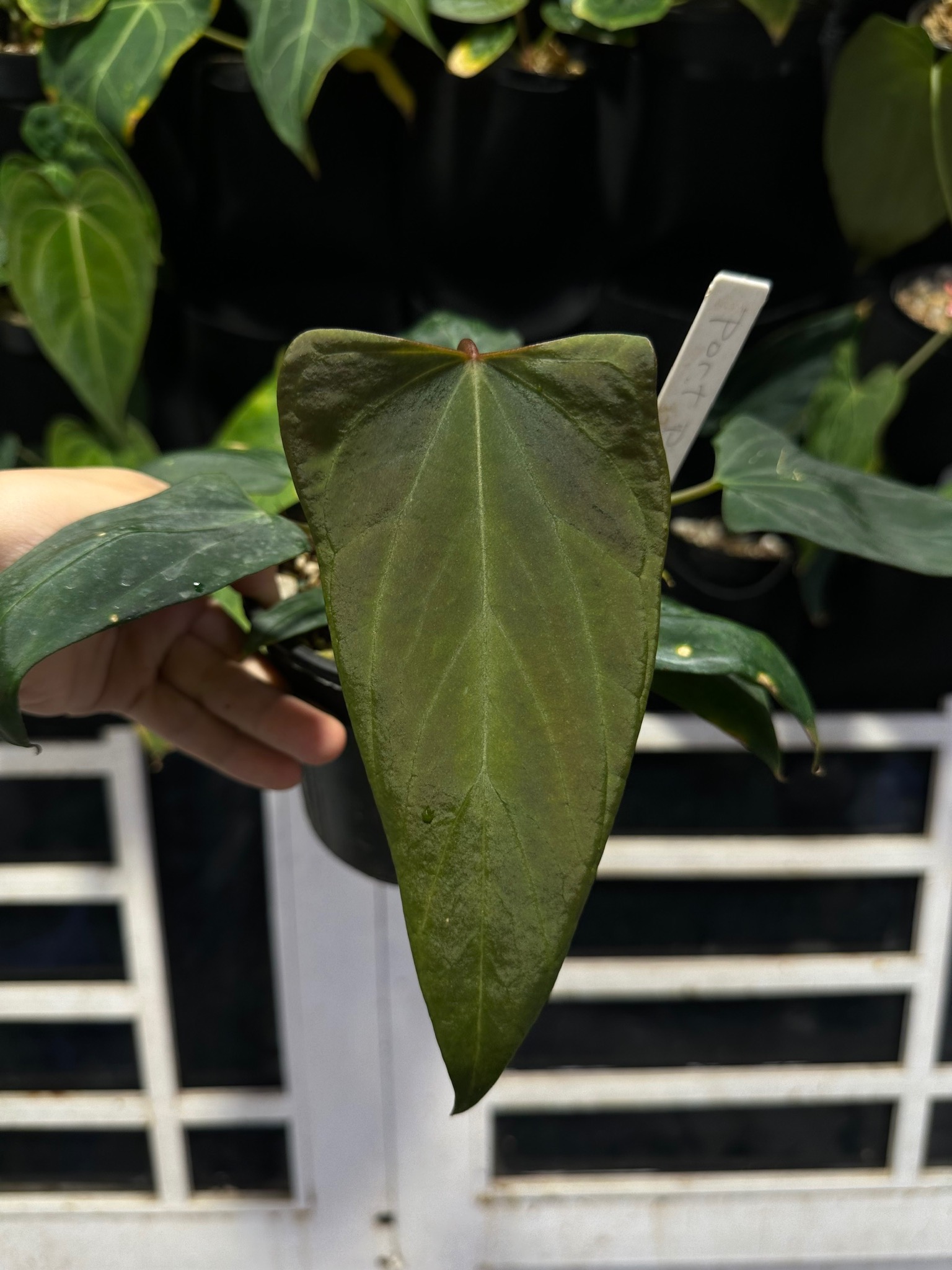 Anthurium Portillae – TheVelvetGarden