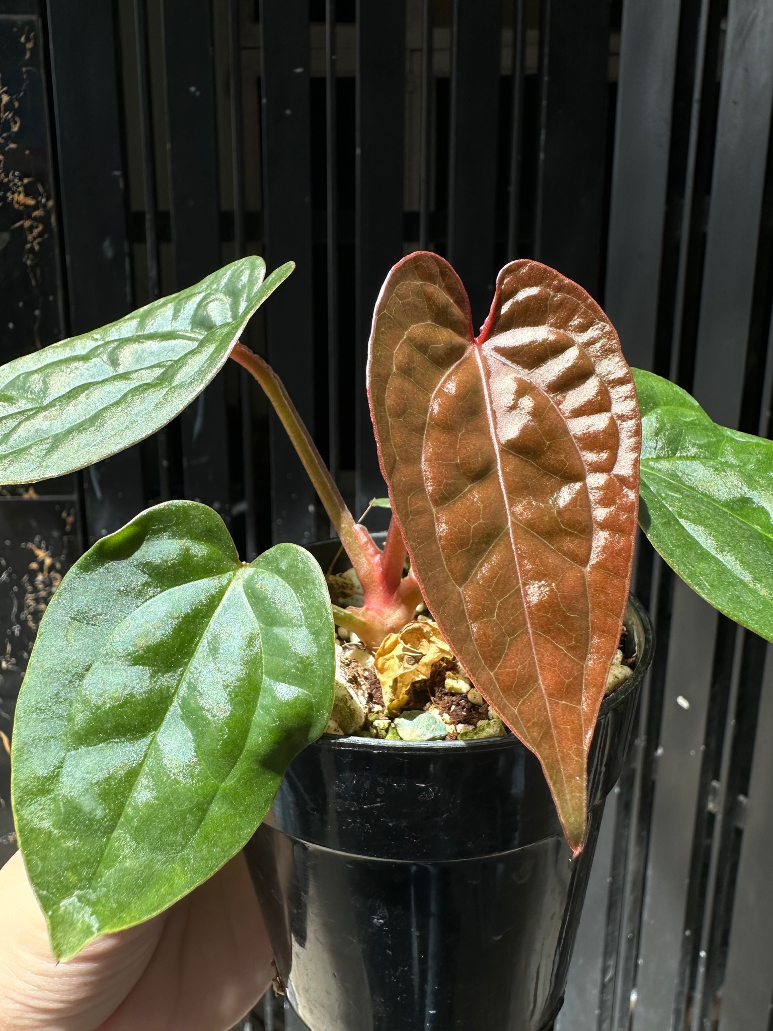 Anthurium Red Crystallinum Doc Block F2 x Luxurians – TheVelvetGarden