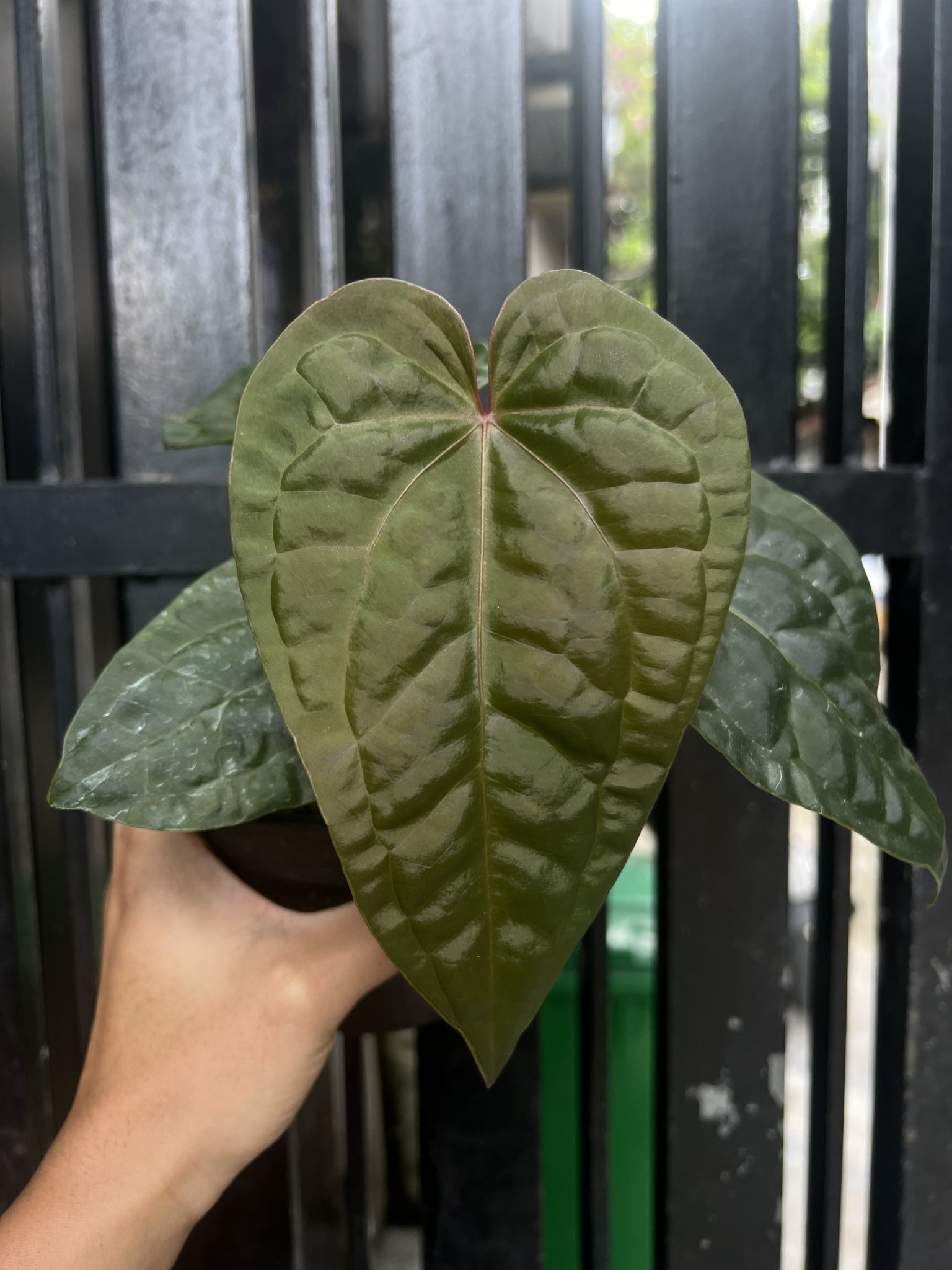 Anthurium Red Crystallinum Doc Block F2 x Luxurians – TheVelvetGarden