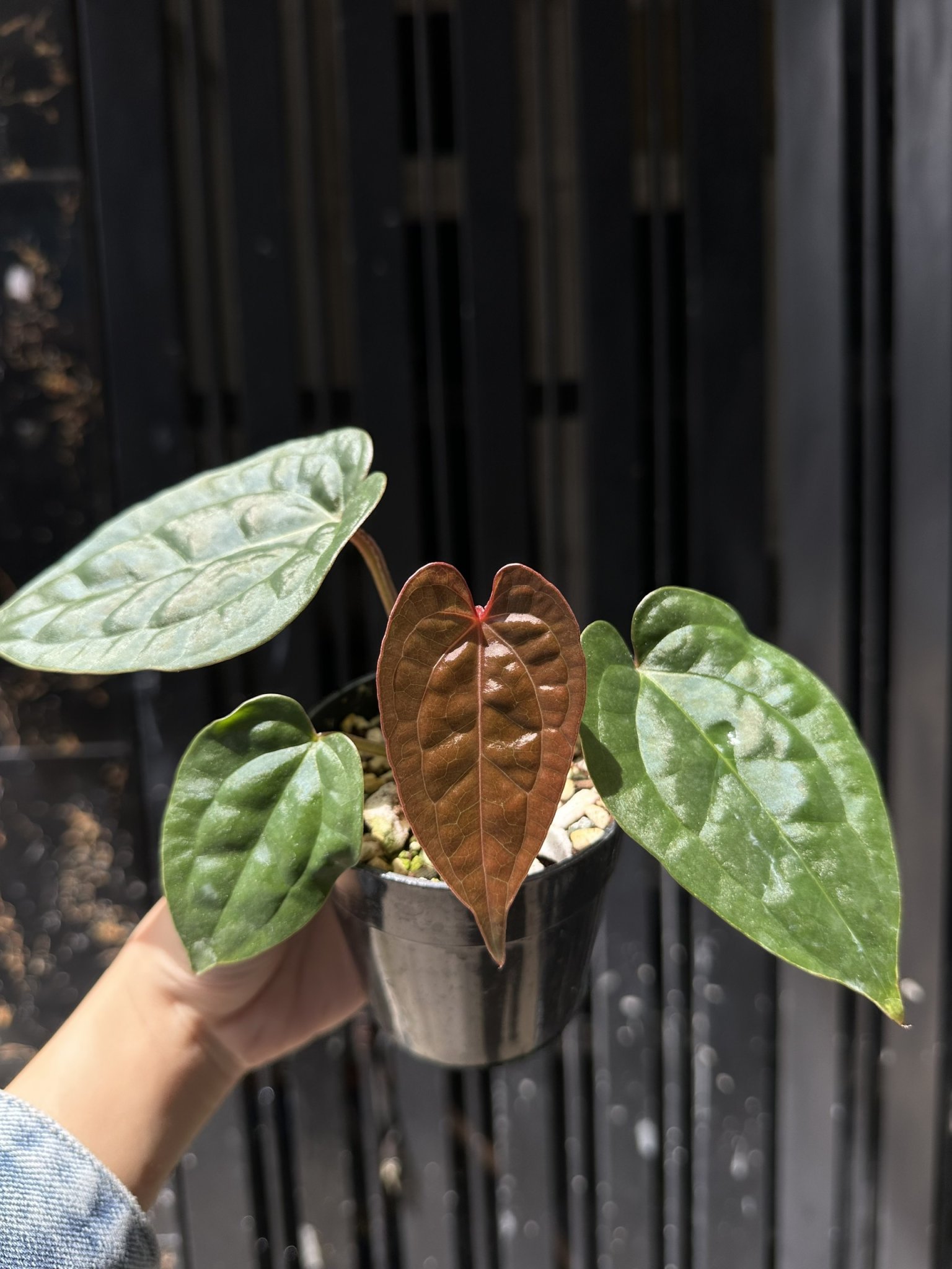 Anthurium Red Crystallinum Doc Block F2 x Luxurians – TheVelvetGarden