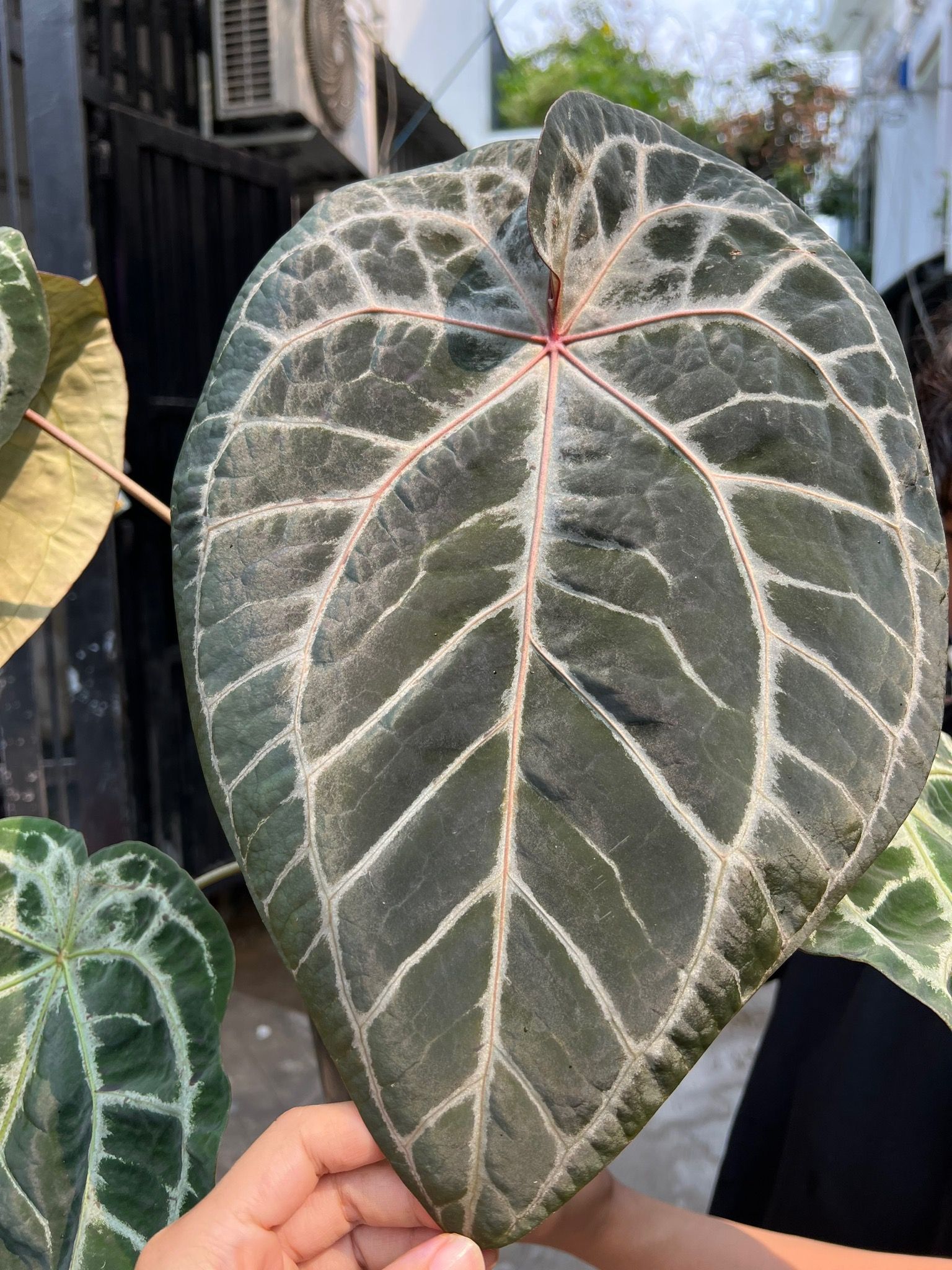 Anthurium Red Crystallinum Tezula – TheVelvetGarden