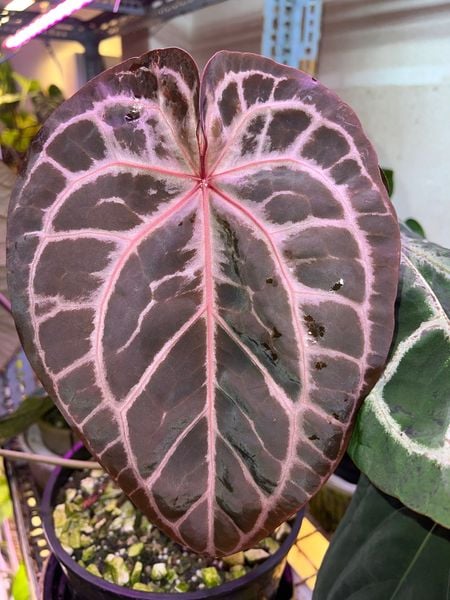 Anthurium Red Crystallinum Tezula – TheVelvetGarden