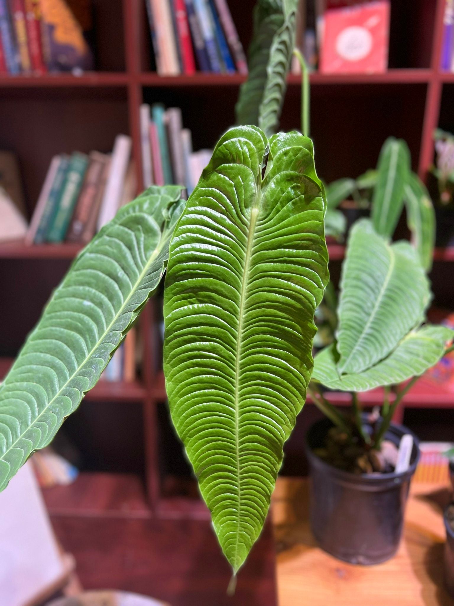 Anthu Veitchii (King) – TheVelvetGarden